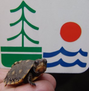 Eastern Box Turtle « Turtle Journal