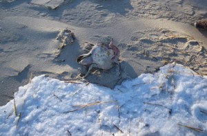 November « 2008 « Turtle Journal