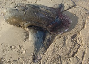 Two Giant Ocean Sunfish Wash Up on Cape Cod Beaches « Turtle Journal