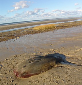 Two Giant Ocean Sunfish Wash Up on Cape Cod Beaches « Turtle Journal