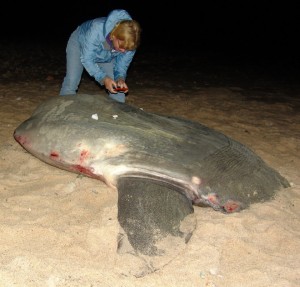 Two Giant Ocean Sunfish Wash Up on Cape Cod Beaches « Turtle Journal