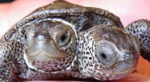 Diamondback Terrapin Siamese Twin Hatchlings « Turtle Journal