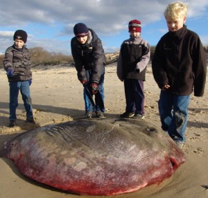 Giant Ocean Sunfish in Wellfleet’s Chipman’s Cove « Turtle Journal
